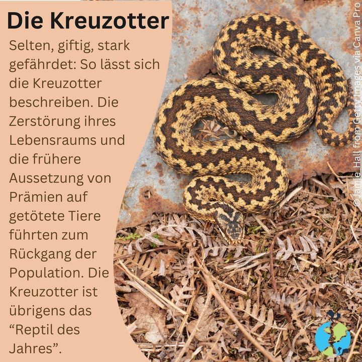 Die Kreuzotter ist das Reptil des Jahres 2024 – und stark gefährdet