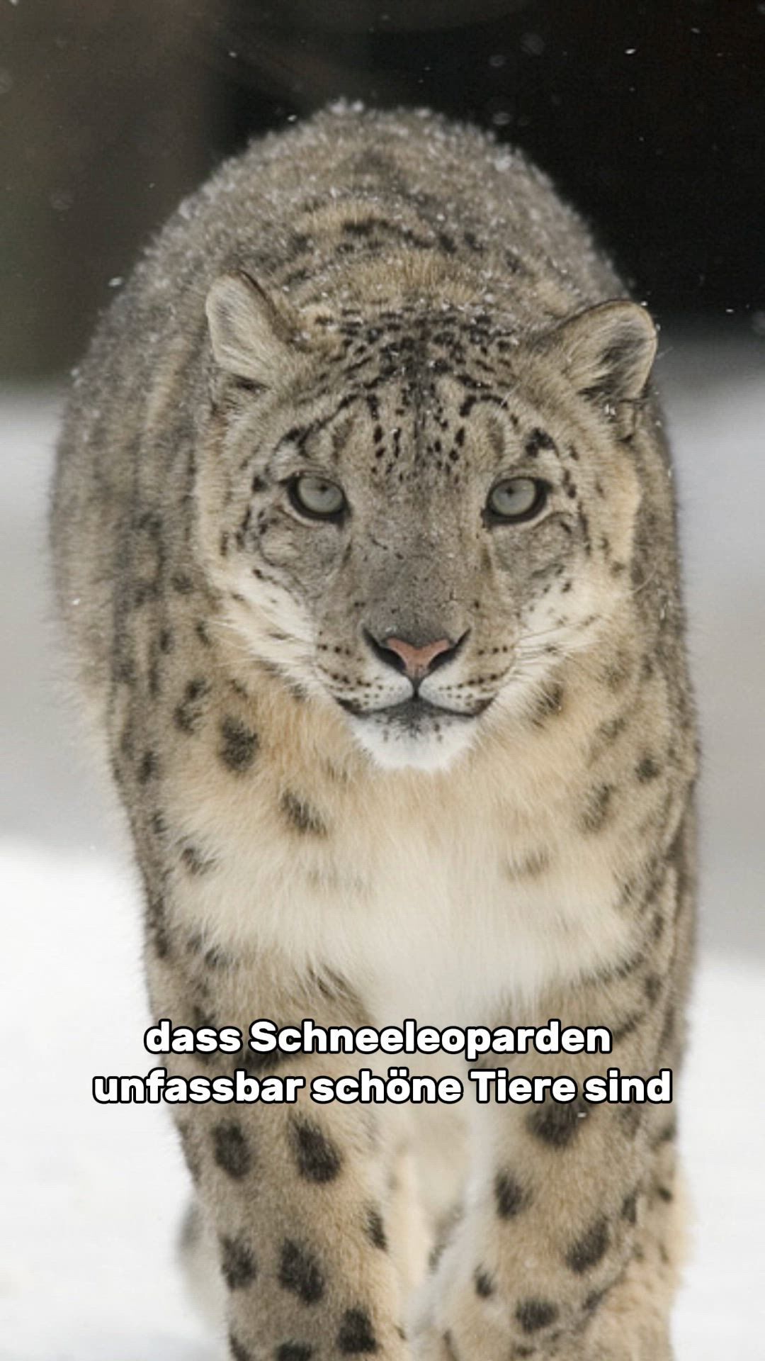 Die schönste Raubkatze der Welt?!
