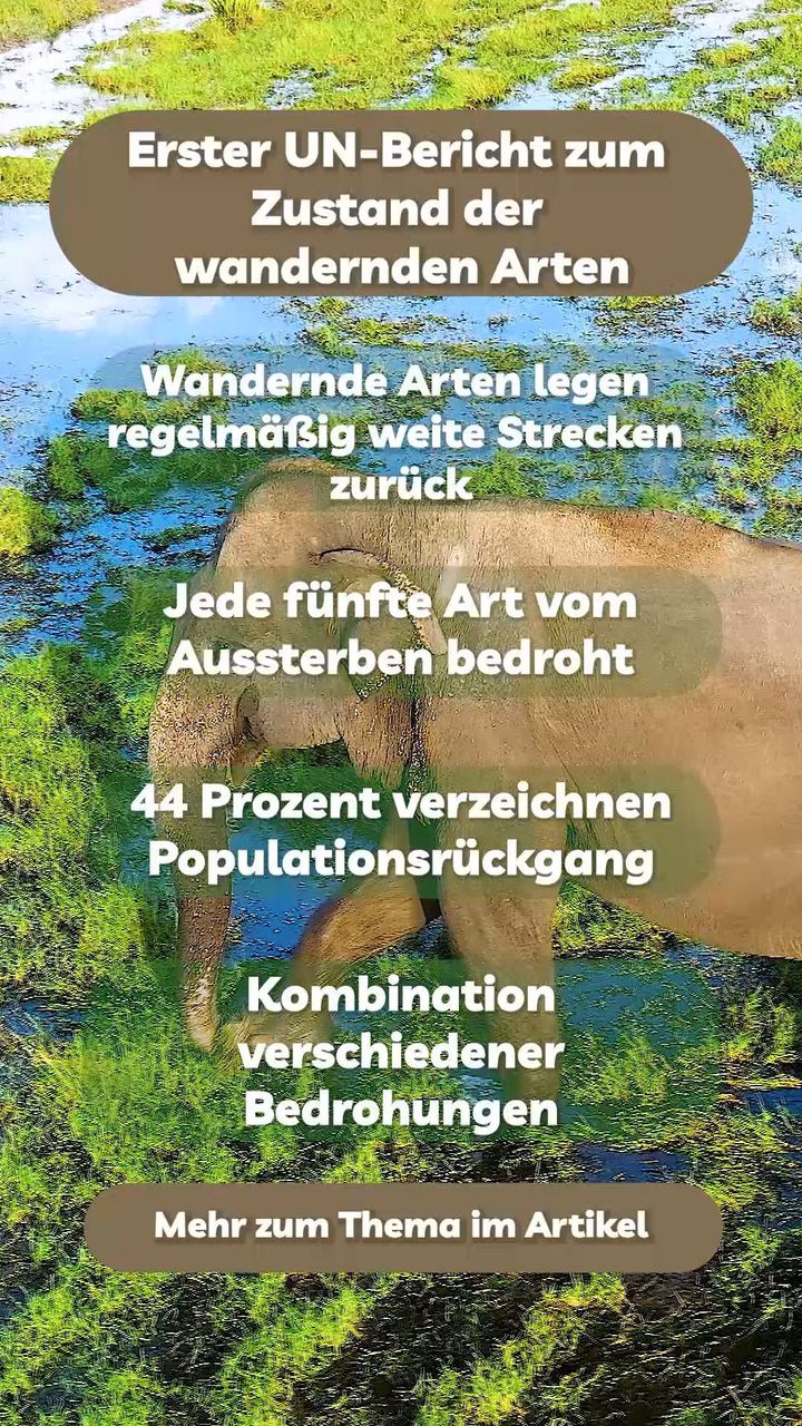 UN-Bericht: Sorge um „wandernde Arten“